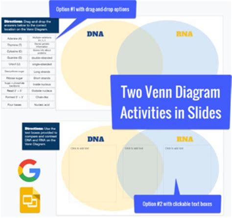 Dna And Rna Venn Diagram Worksheet
