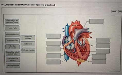 Solved Drag The Labels To Identify Structural Components Of The Heart 1 Answer