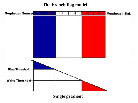 Ppt Positional Information Fields Boundaries And Gradients Powerpoint Presentation Id3399715
