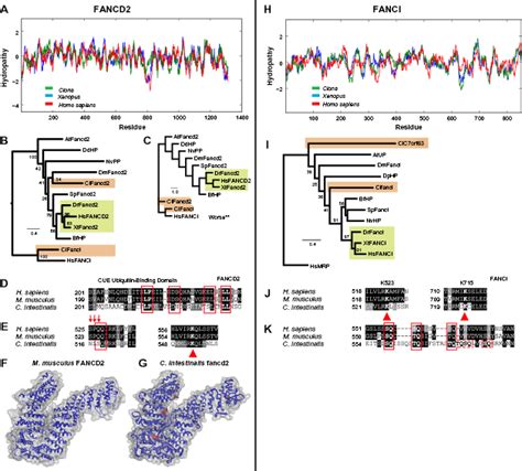 Analysis Of Fancd2 A G And Fanci H K Putative Homologs In C Download Scientific Diagram