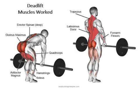 Deadlifts Exercise Muscles