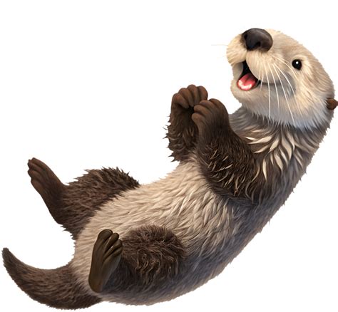 Fluffy And Playful Sea Otter Cartoon For Designs 55393957 Png