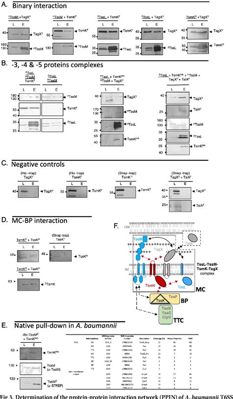 [pdf] Acinetobacter Type Vi Secretion System Comprises A Non Canonical Membrane Complex