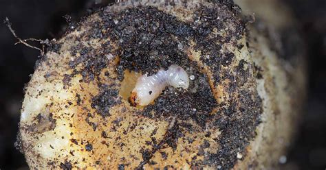 How To Identify And Control Root Weevils Gardeners Path