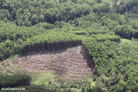 Industrial Logging Leaves A Poor Legacy In Borneo S Rainforests