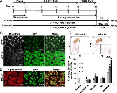Differentiation Of Murine Induced Pluripotent Stem Cells Ipscs Into