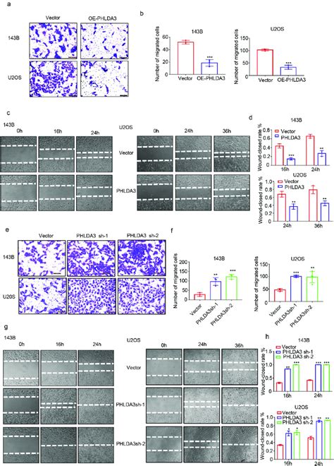 Phlda3 Suppressed Cell Migration In Osteosarcoma A D Overexpression