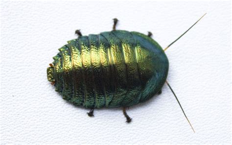 Cockroach Definition Description Pests Life Cycle Taxonomy Facts