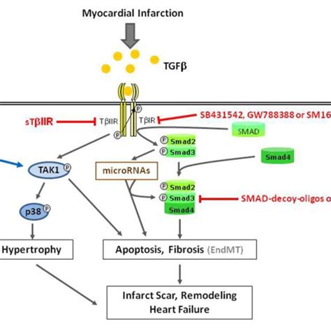 Overview Of Detrimental Tgfβ Induced Effects In Ischemic Reperfused Download Scientific