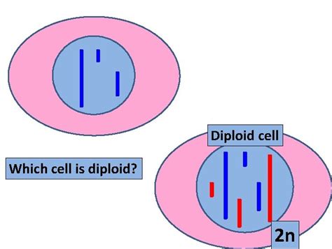 Cell Types Chromosomes Somatic Cells Are Body Cells