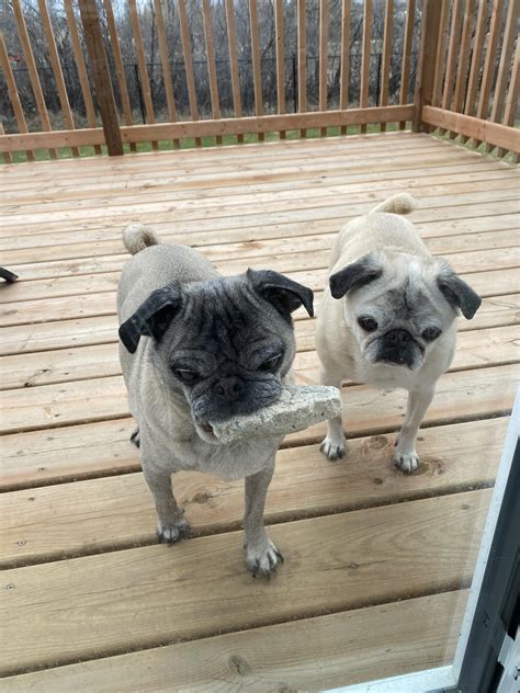 Molly And Daisy During The Weekend Daisy Found A Piece Of Concrete