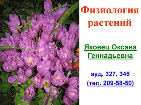 Физиология растений - презентация онлайн