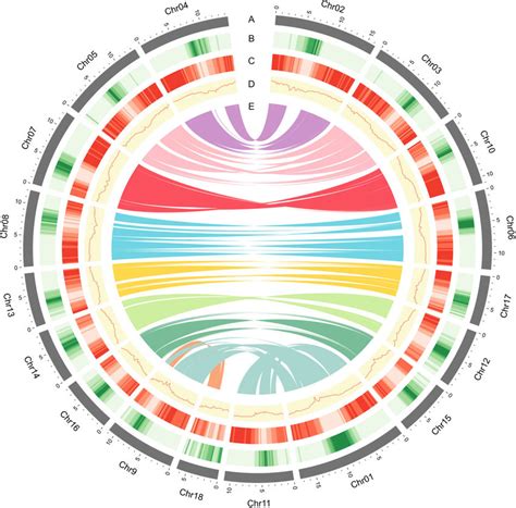 Genomic Landscape Of B Sexangula A A Physical Map Of 18 Chromosomes