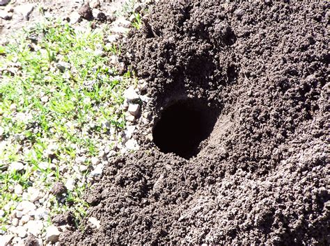 Bottas Pocket Gopher At Point Reyes National Seashore Rbayarea
