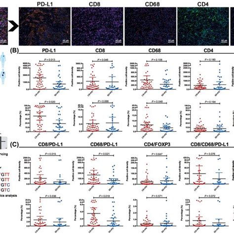 Correlations Between The Expression Level Of Tumor Immune Download