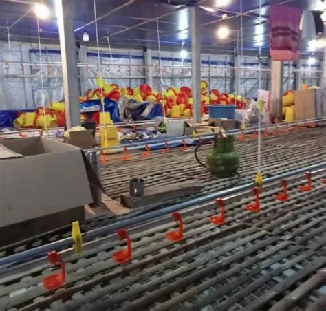 Ccs3 Tunnel Ventilated Poultry Building For Broiler Breeder Layer