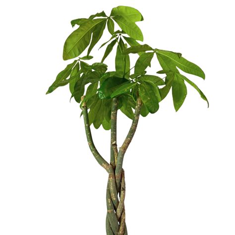 Braided Money Tree Cape Town Pachira Aquatica Cape Garden Cape