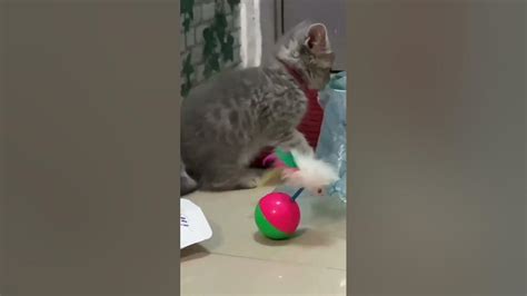 【猫が喜ぶ映像】可愛い猫たち🥰癒し🥰猫 子猫 ねこ 고양이猫が喜ぶ映像새끼고양이고양이동영상 Youtube