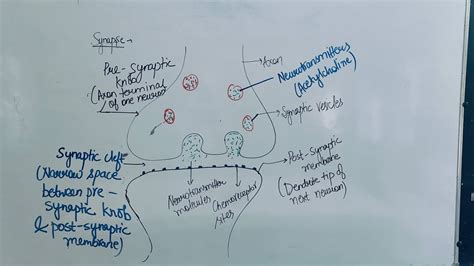 Synapse Class 10 Control And Coordination Science Biology Youtube