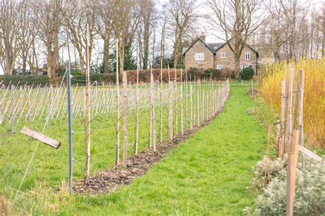 National Tree Map The Tree Council