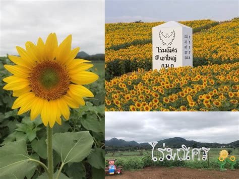 หนาวนี้เที่ยวเขาใหญ่ ชมทุ่งดอกทานตะวันสีเหลืองอร่าม ณ ไร่มณีศร