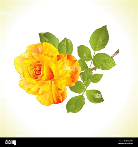 Flower Yellow Rose Stem And Leaves Vintage Natural Background Vector