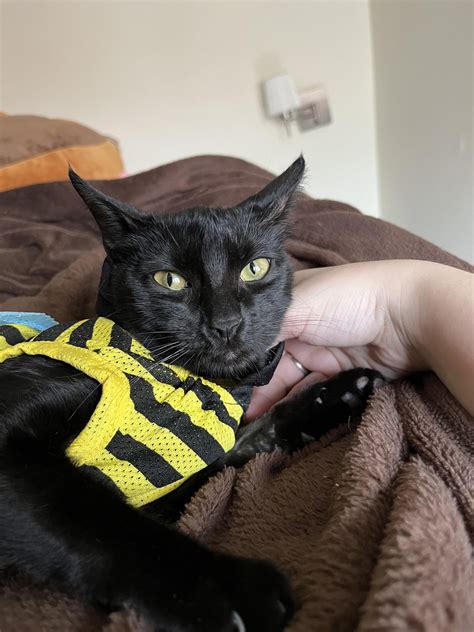 Cute Void With Her New Outfit 🐝 R Blackcats