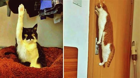 When Cats Get Silly 😂 New Funny Animals 2024 😅 Youtube