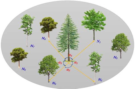 Figure 1 From Optimizing Stand Spatial Structure By Using Neighborhood