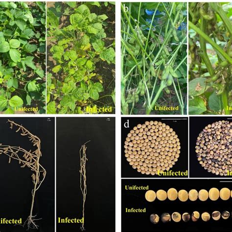 Contrasted Symptoms Between Soybean Healthy And Smv Infected Plants