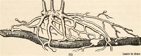 Simple Pencil Drawing Trees Easy Pencil Drawings Drawings Pencil Drawings Pencil Drawings Easy