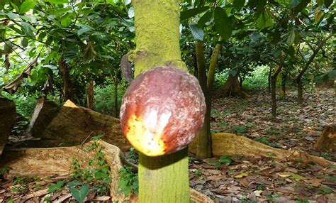 New Cocoa Pests In The Eye Of The Cyclone