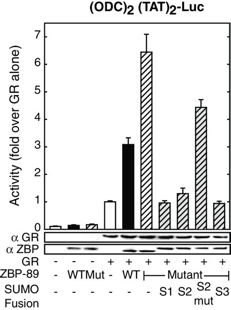 Sumoylation Of Zbp 89 Potently Inhibits Its Ability To Synergize With