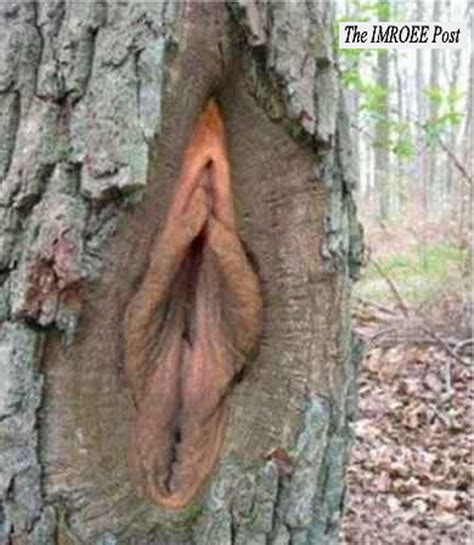 Melirik Undang Undang Pornografi Pohon Harusnya Tidak Seperti Ini IMROEE