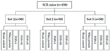 Grouping Design Of Mice In The Experiment Download Scientific Diagram