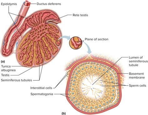 A And P Ii Section Of The Testis And Seminiferous Tubule Diagram Quizlet