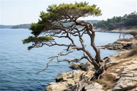 A Lone Pine Tree On The Edge Of A Rocky Cliff Overlooking The Ocean