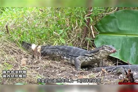国外巨蜥泛滥成灾猎人5分钟就崩了10只枪枪爆头打的真过瘾