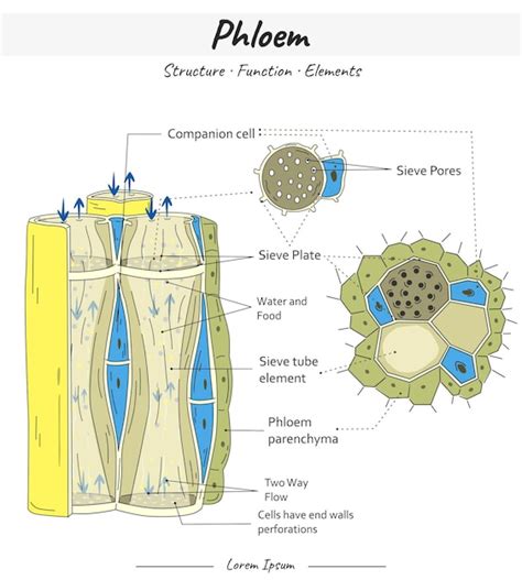 Phloem Function Xylem Development From The Cradle To The Grave