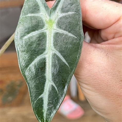 Leaf Erickson A Plant By Guruwhitevelvet On Greg