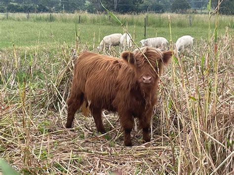 Classifieds Australian Highland Cattle Society
