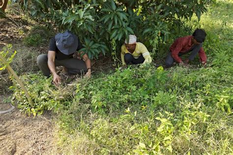 Weeding Work Amrut Krushi Natueco Science
