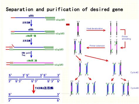 Ppt Basic Strategy Of Gene Function Analysis Powerpoint Presentation