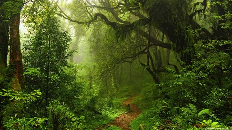 4k Forest Wallpapers Top Free 4k Forest Backgrounds Wallpaperaccess