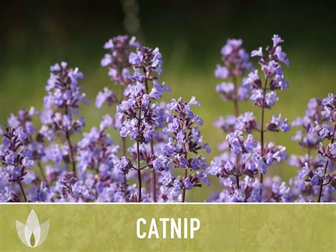 Catnip Herb Heirloom Seeds Etsy