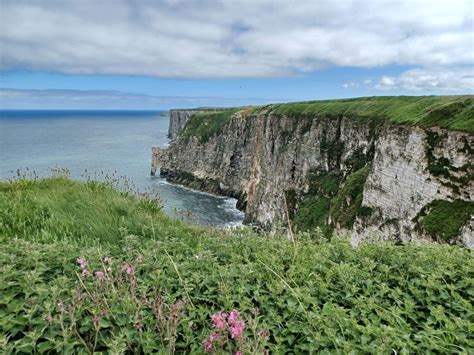 Rspb Bempton Cliffs In Flamborough Fabulous North