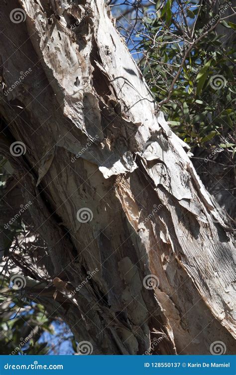 Close Up Of Trunk Of The Native Paperbark Tree Melaleuca Quinquenervia