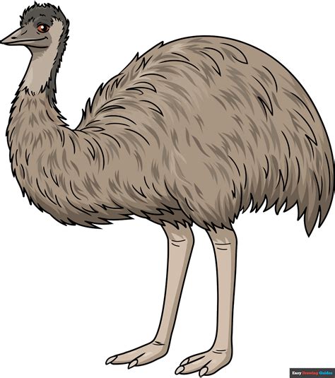 How To Draw An Emu Really Easy Drawing Tutorial