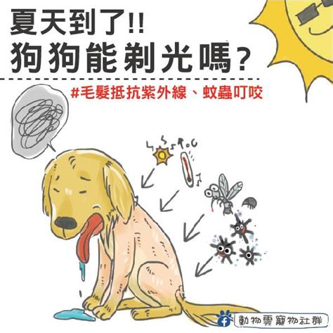 啦速燙的耍廢狗生 燙燙現正在脫毛季，地板時不時就長出好多阿燙甩出來的毛毛