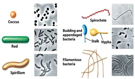 Biol 314 General Microbiology Exam 1 Flashcards Quizlet
